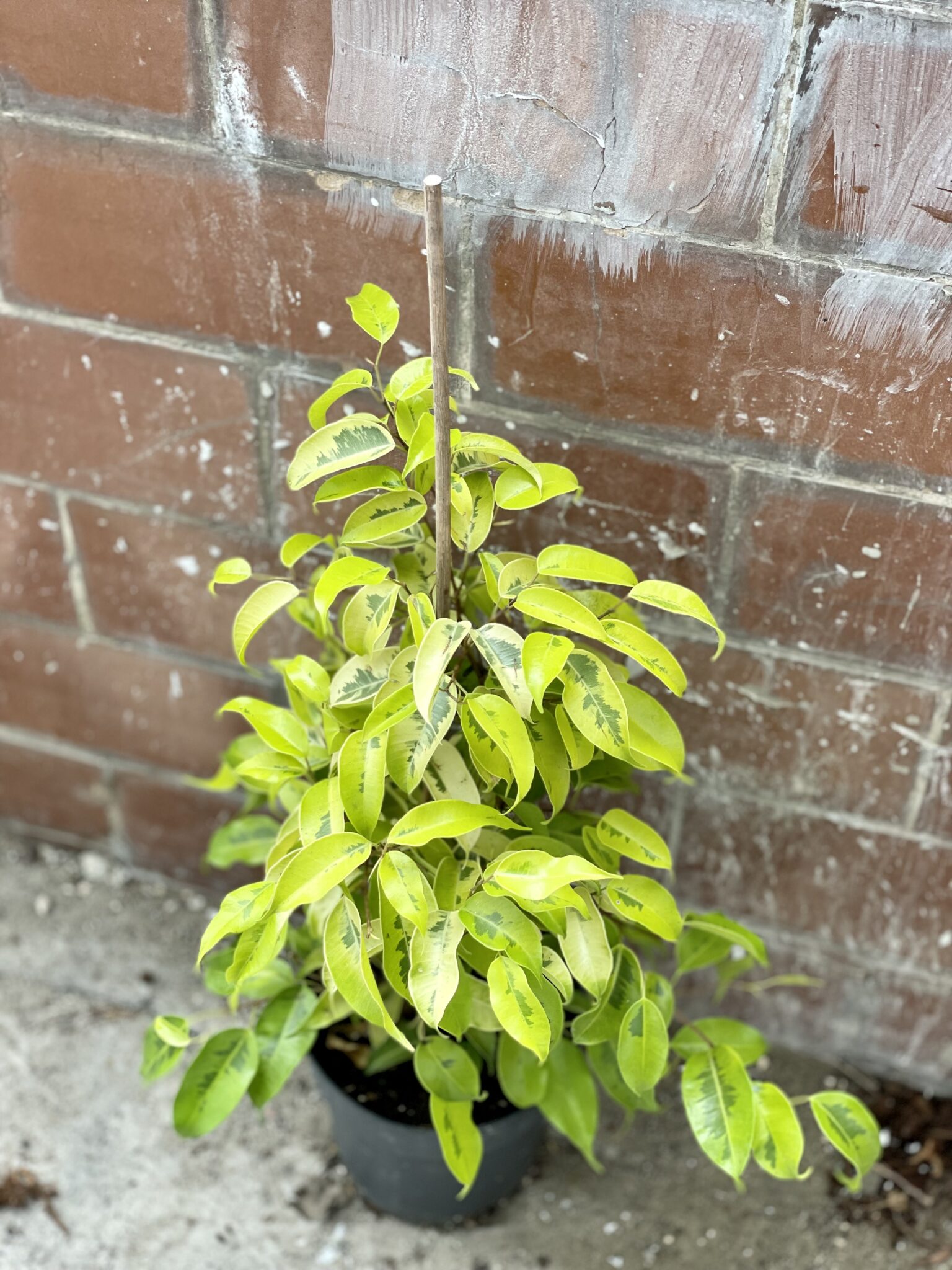 Ficus Golden Monique - Jungle Boogie