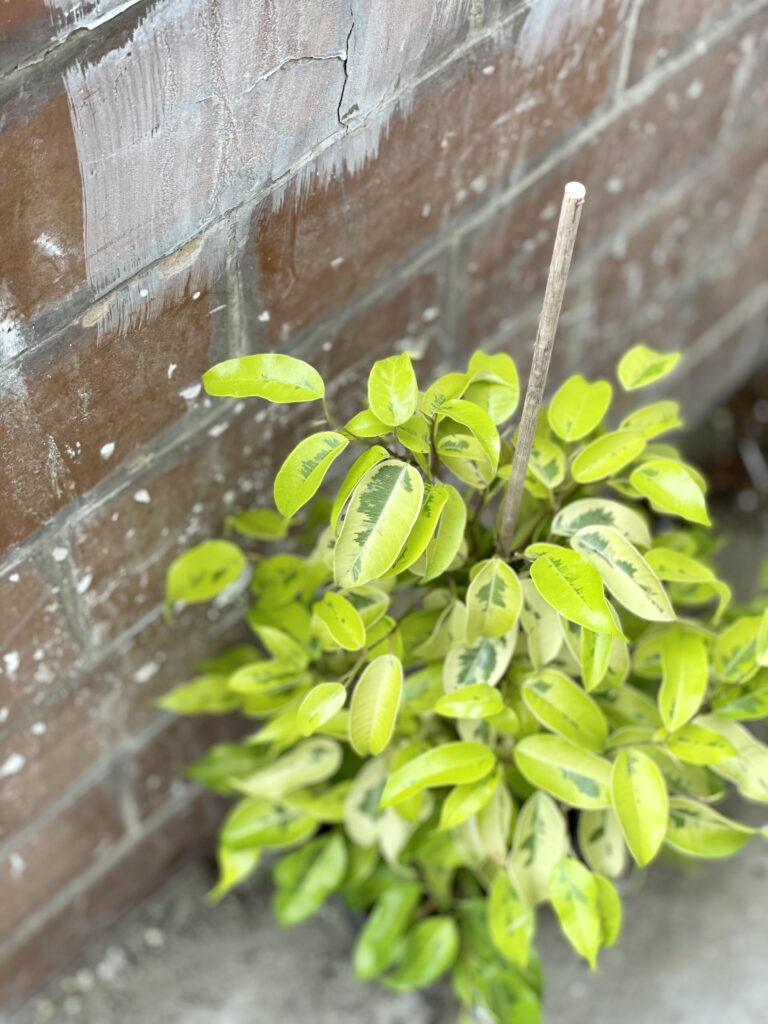 Ficus Golden Monique - Jungle Boogie