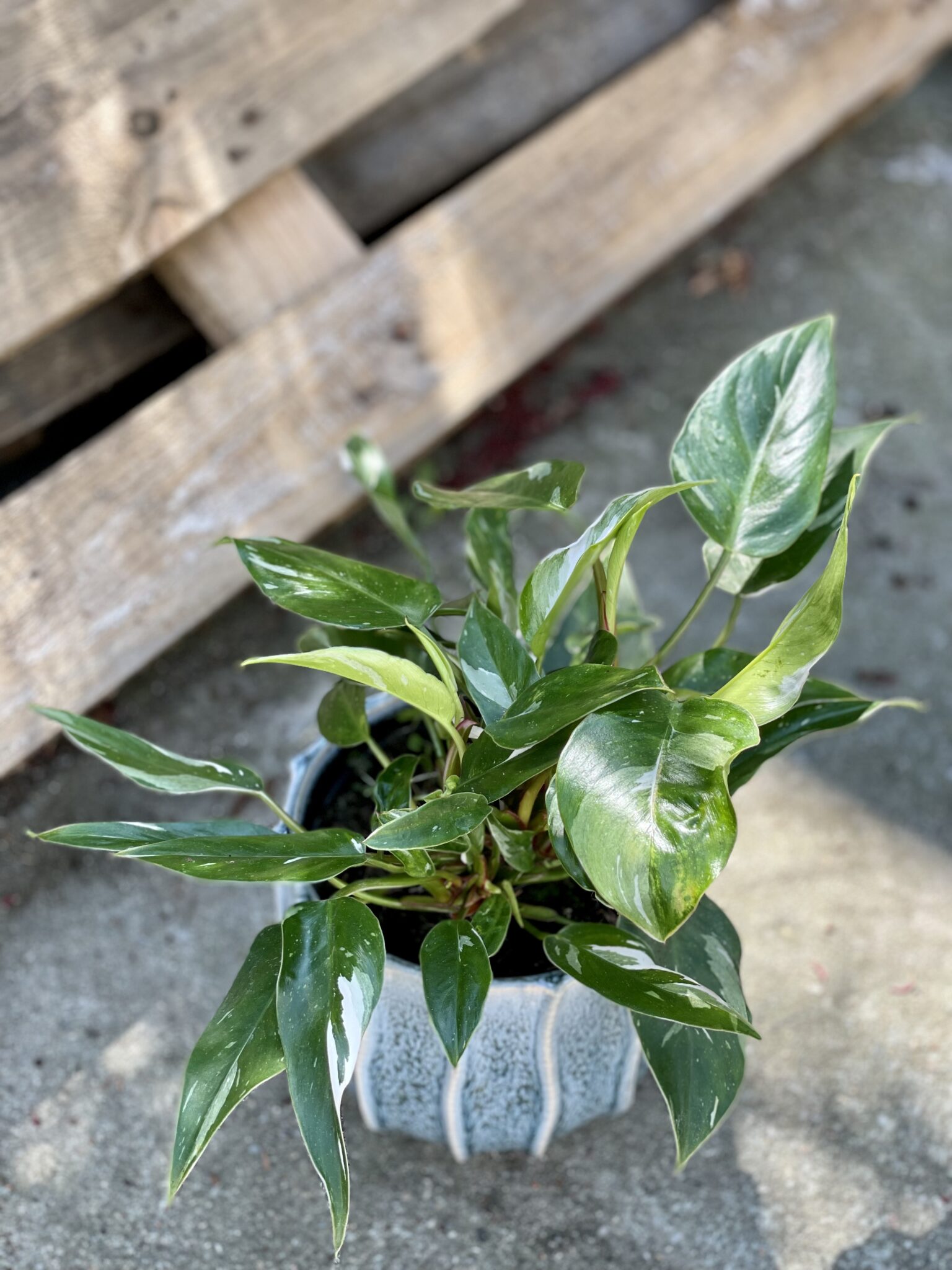 Philodendron White Princess - Jungle Boogie