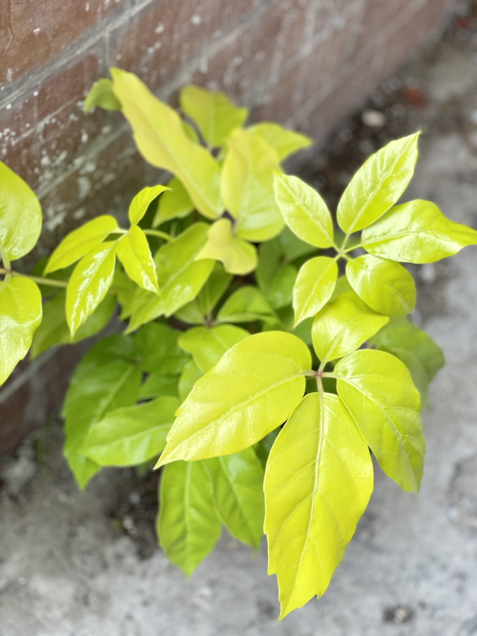 Schefflera actinophylla Golden Amate - Jungle Boogie