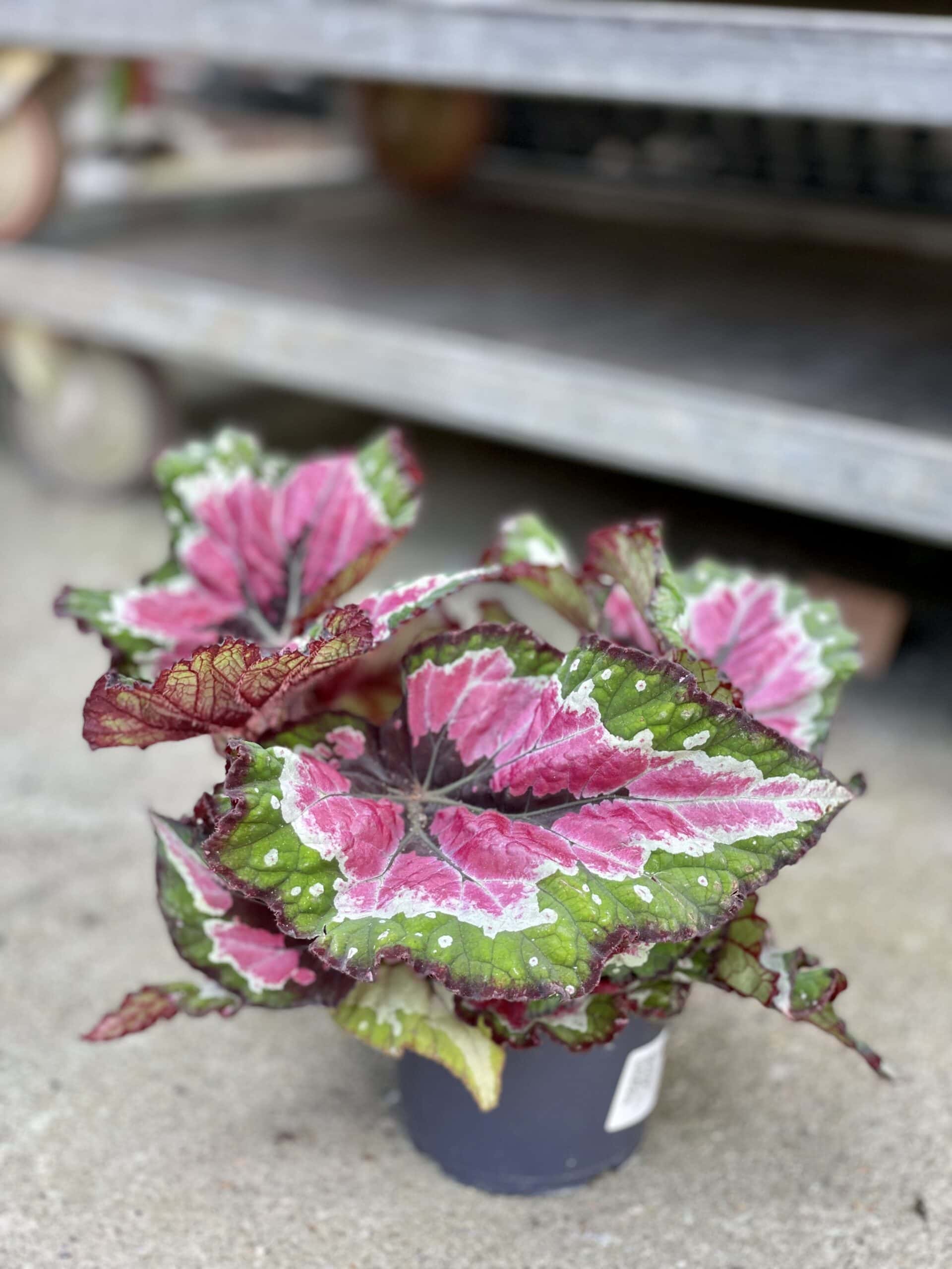 Begonia rex Merry Christmas (Begonia królewska) - Jungle Boogie