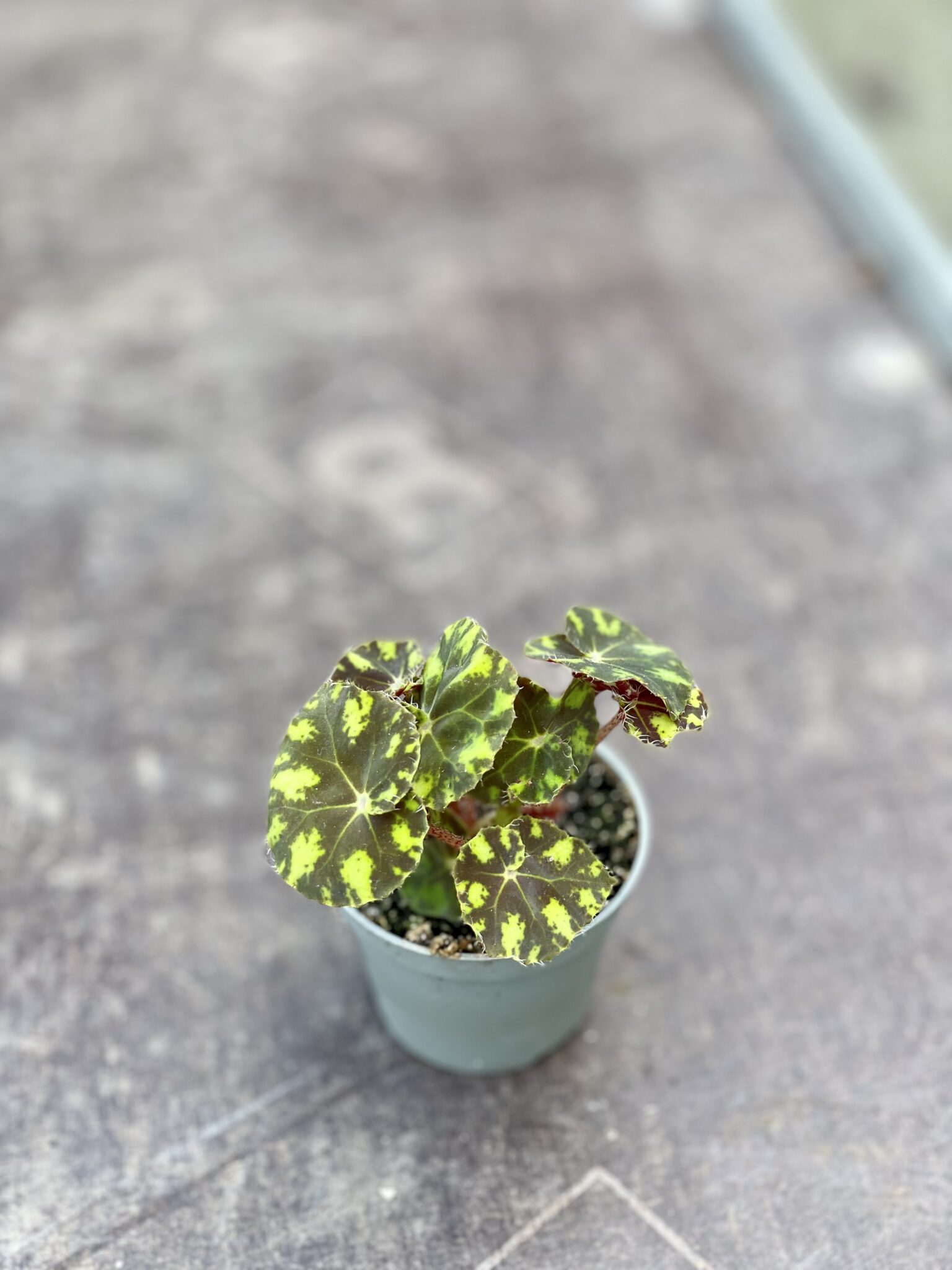 Begonia rex Tiger Paws - Jungle Boogie