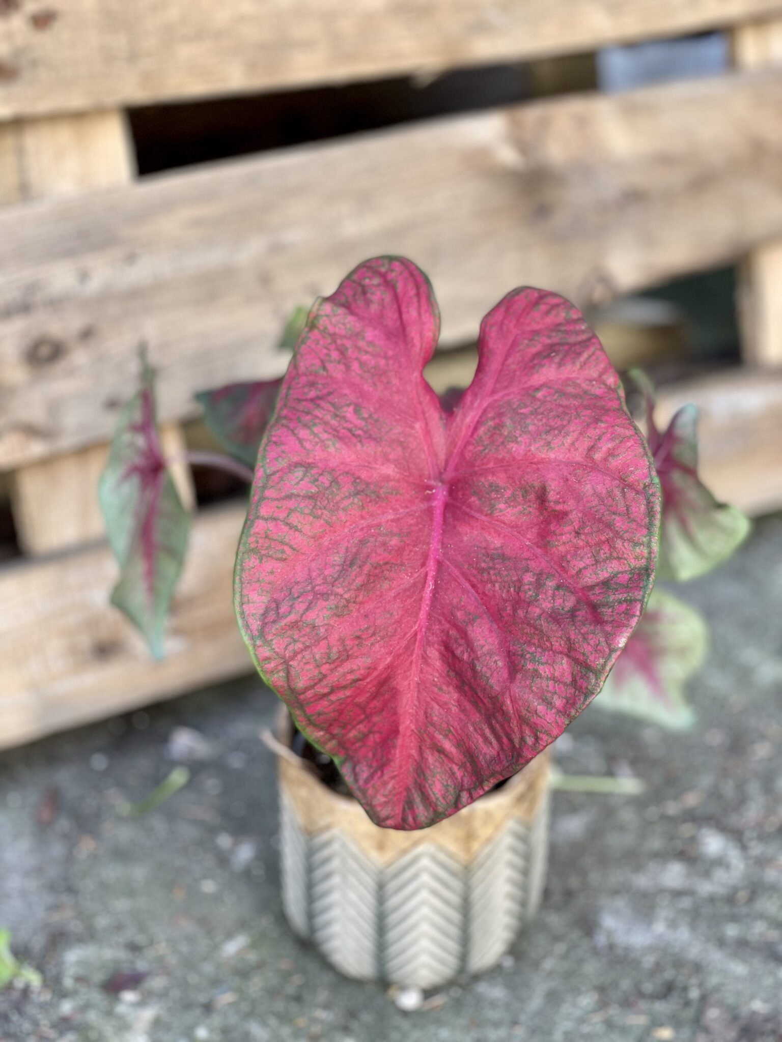 Caladium Brandywine - Jungle Boogie