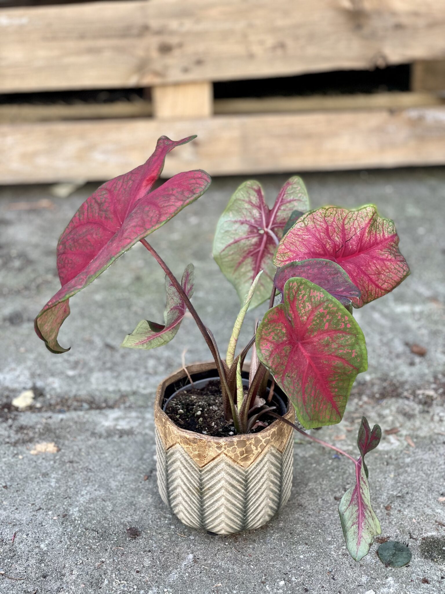 Caladium Brandywine - Jungle Boogie