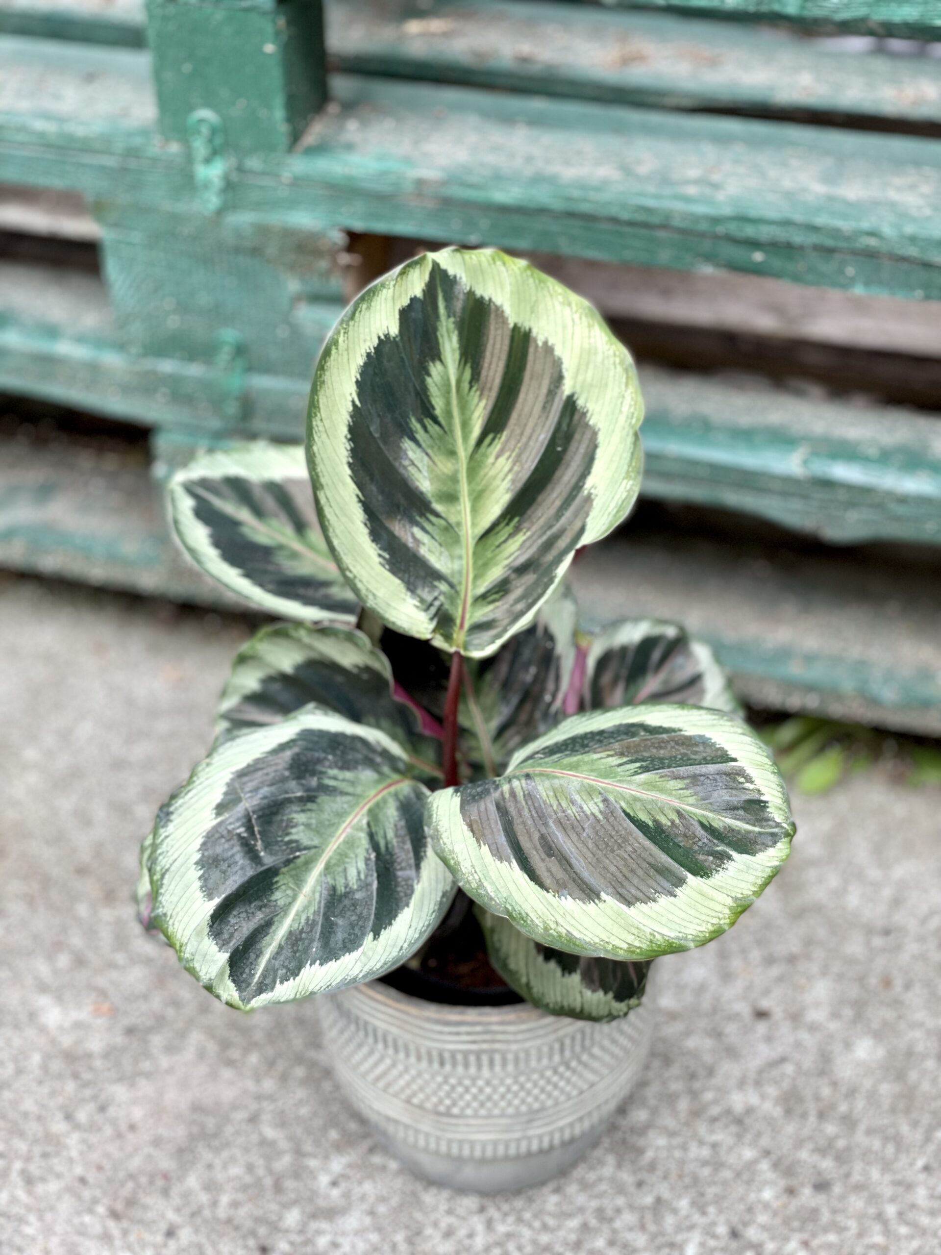 Calathea Marion (Kalatea) - Jungle Boogie