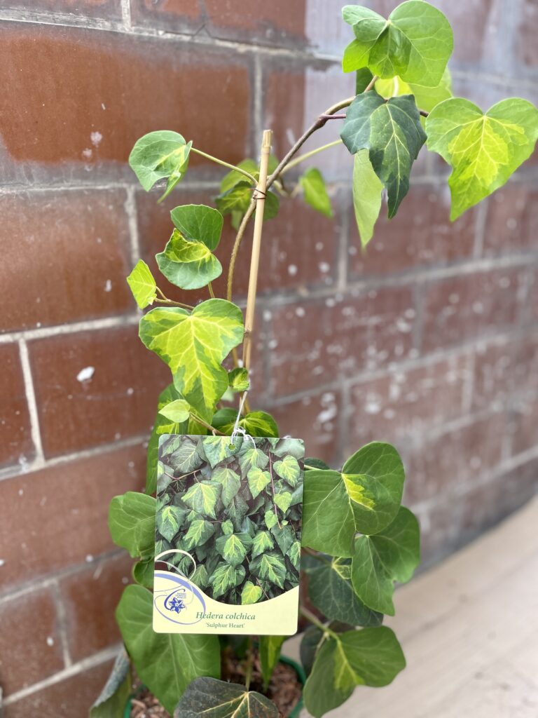 Hedera colchica Sulphur Heart (Bluszcz kolchidzki) - Jungle Boogie