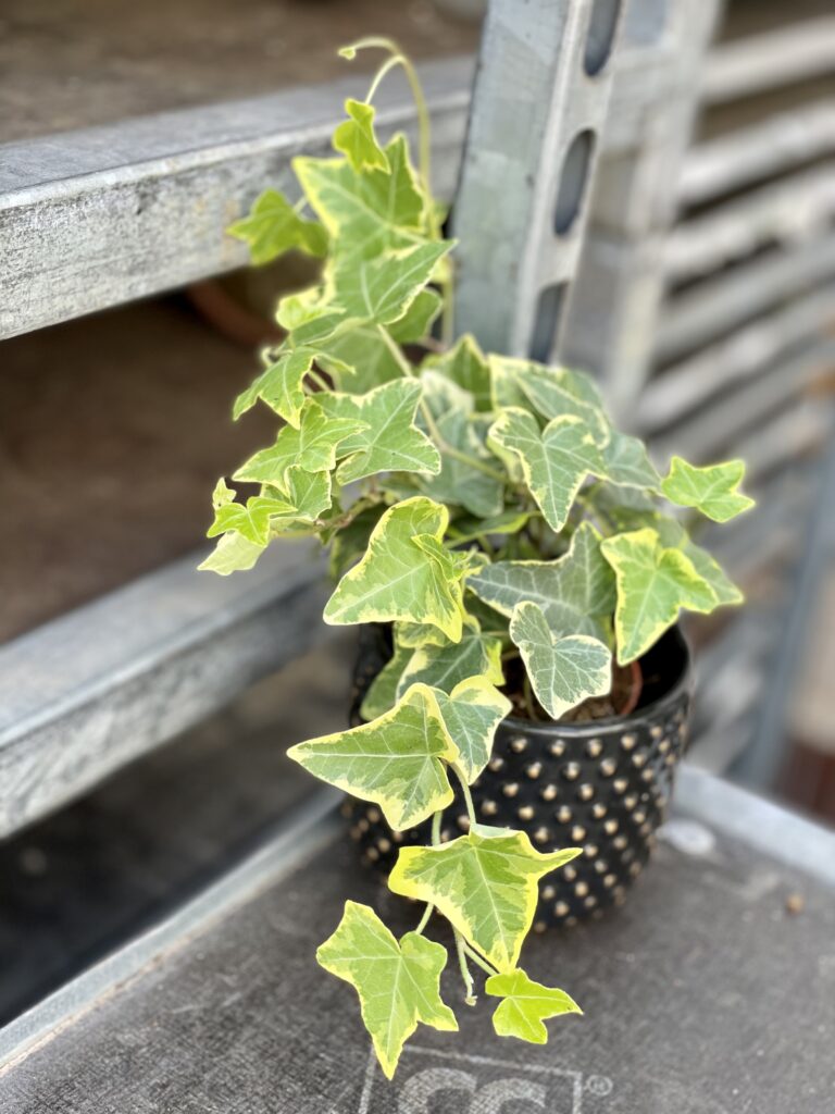 Hedera helix Goldchild (Bluszcz) - Jungle Boogie