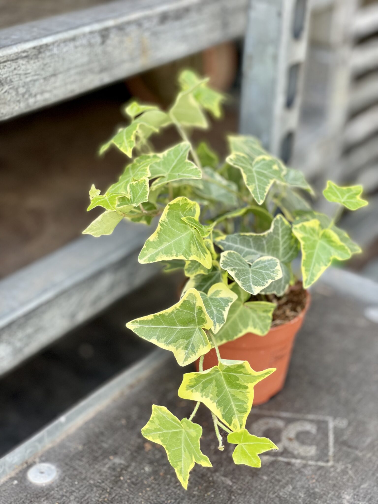 Hedera helix Goldchild (Bluszcz) - Jungle Boogie