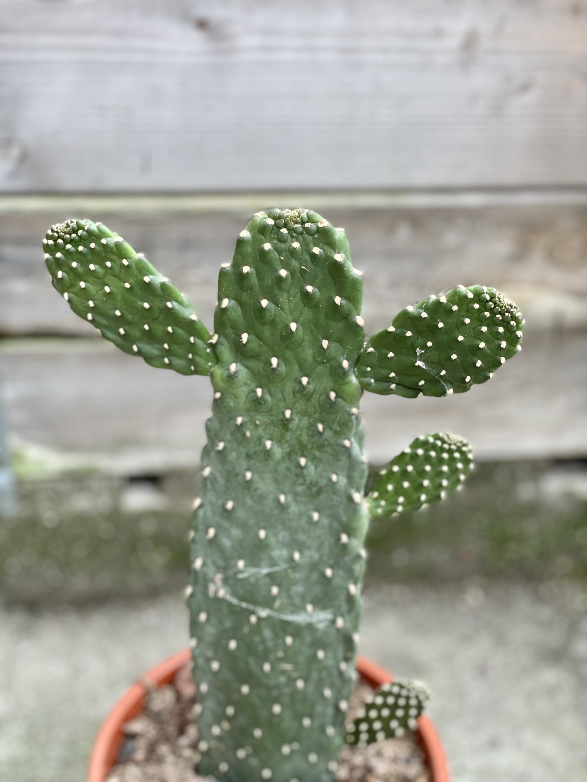 Opuntia consolea (Opuncja) - Jungle Boogie