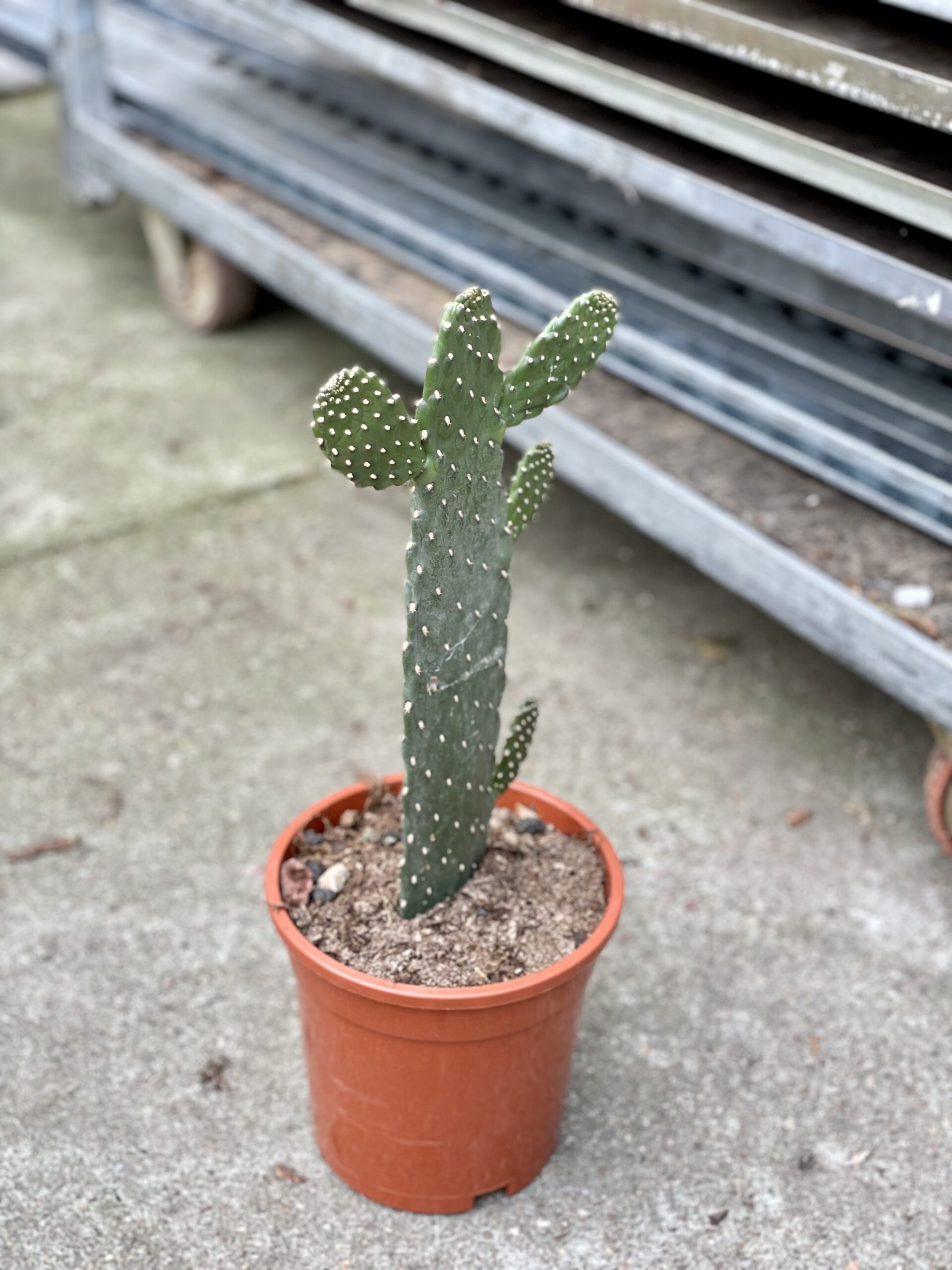 Opuntia consolea (Opuncja) - Jungle Boogie