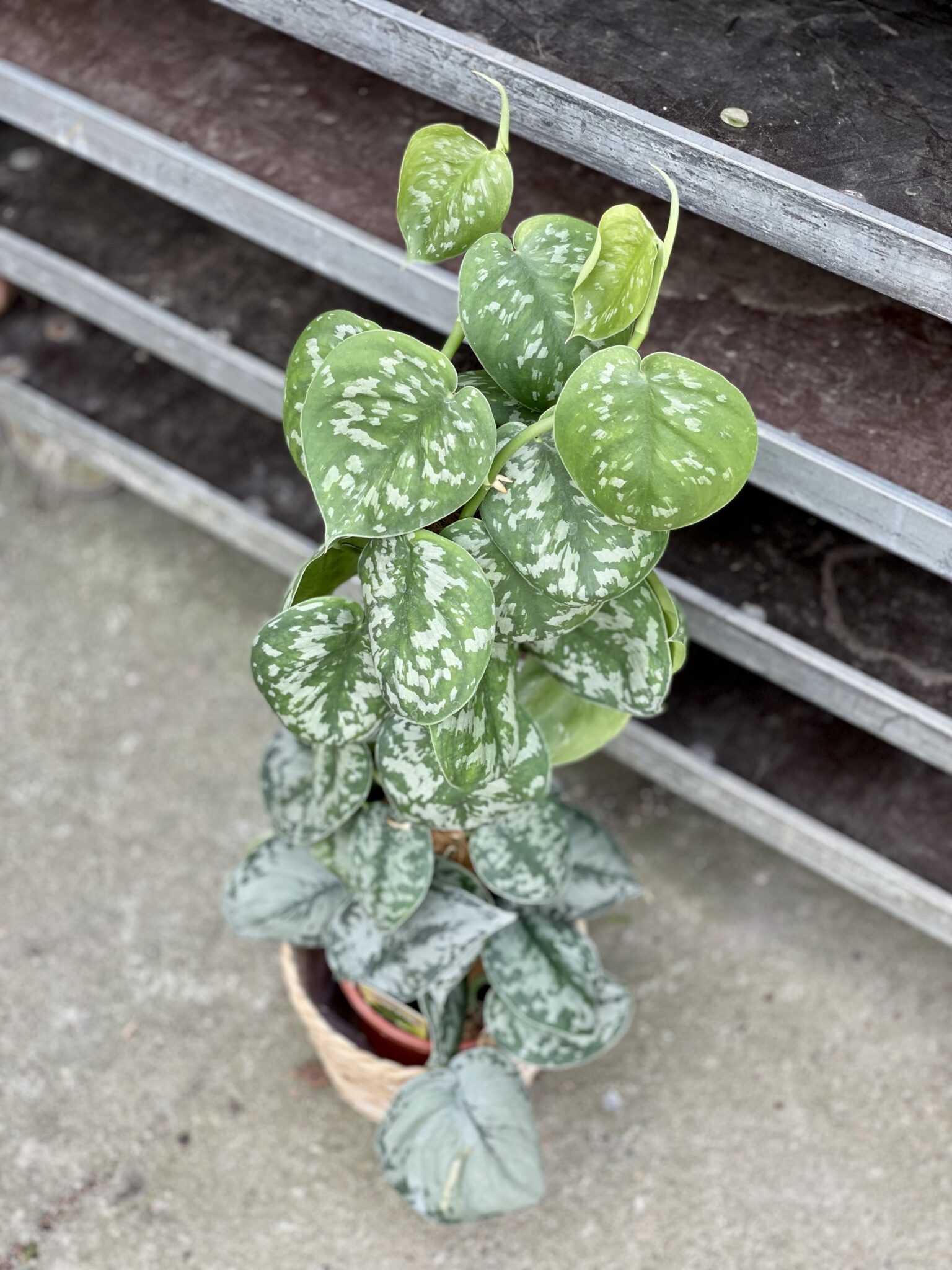 Scindapsus pictus Trebie (Scindapsus pstry) - Jungle Boogie