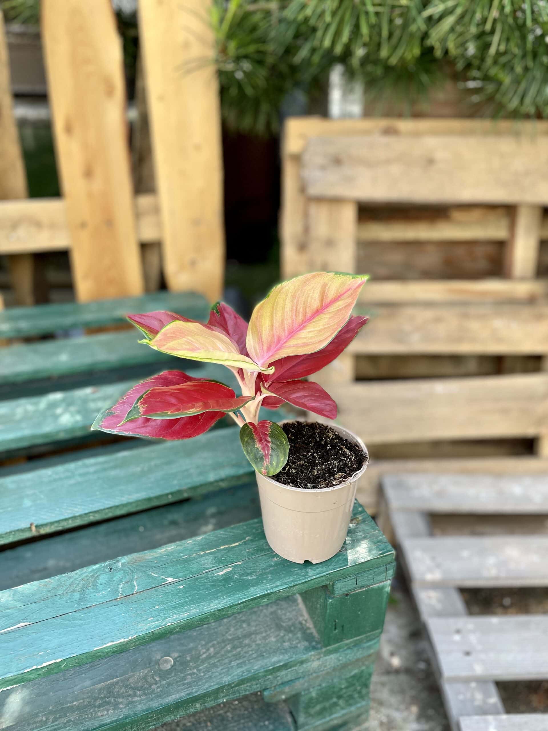 Aglaonema Red Cochin - Jungle Boogie