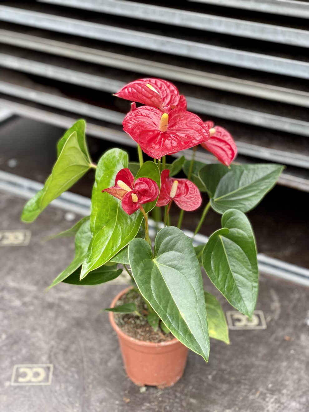 Anthurium andreanum Diamond Dynamite Red - Jungle Boogie