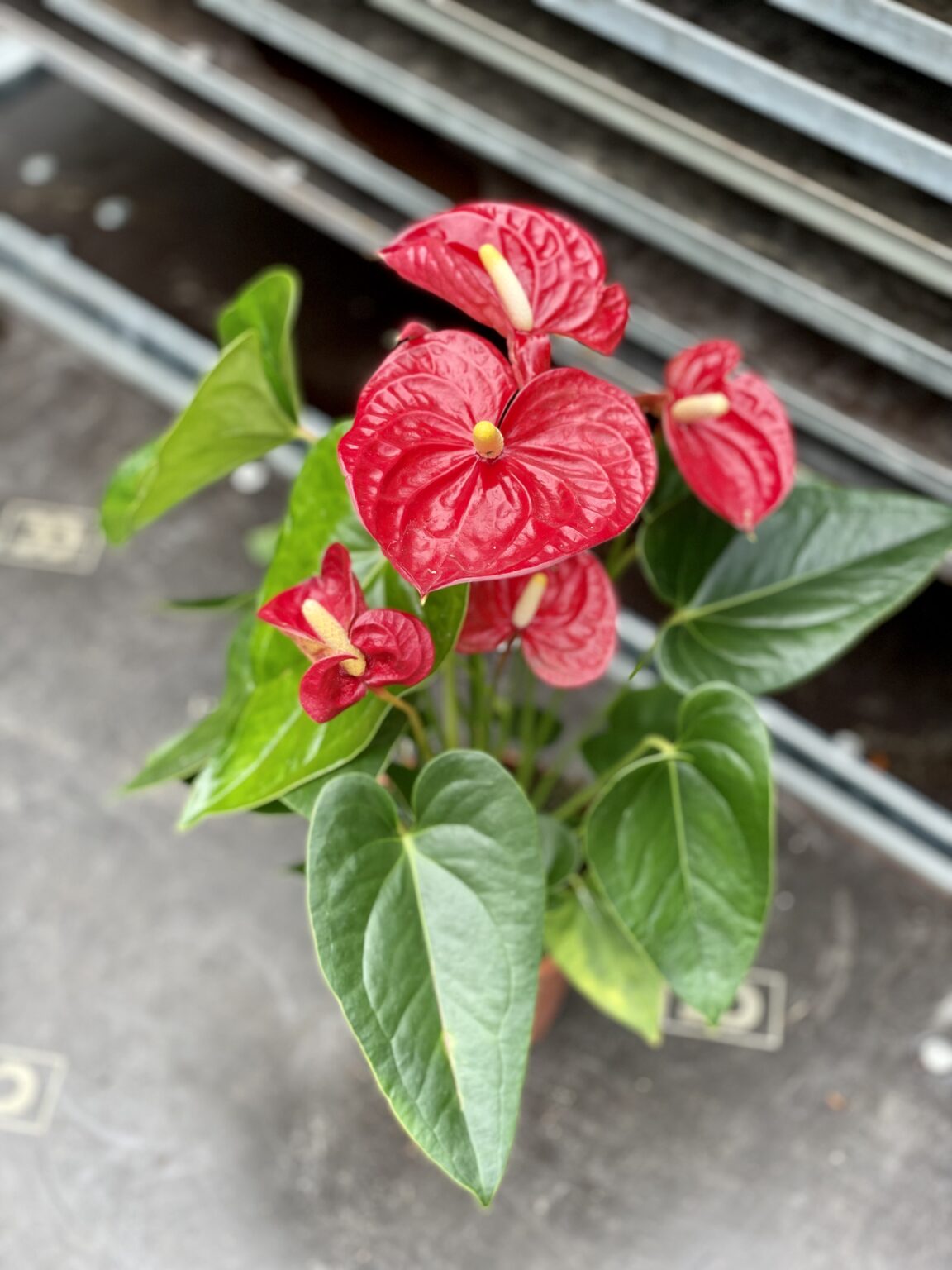 Anthurium andreanum Diamond Dynamite Red - Jungle Boogie