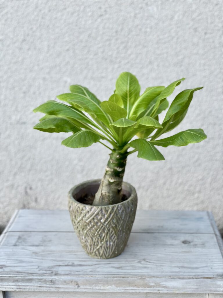 Brighamia insignis Hawaiian Palm - Jungle Boogie