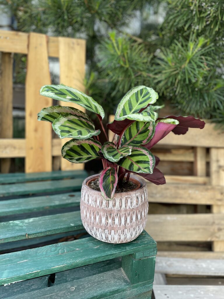 Calathea roseopicta Angela (Kalatea) - Jungle Boogie