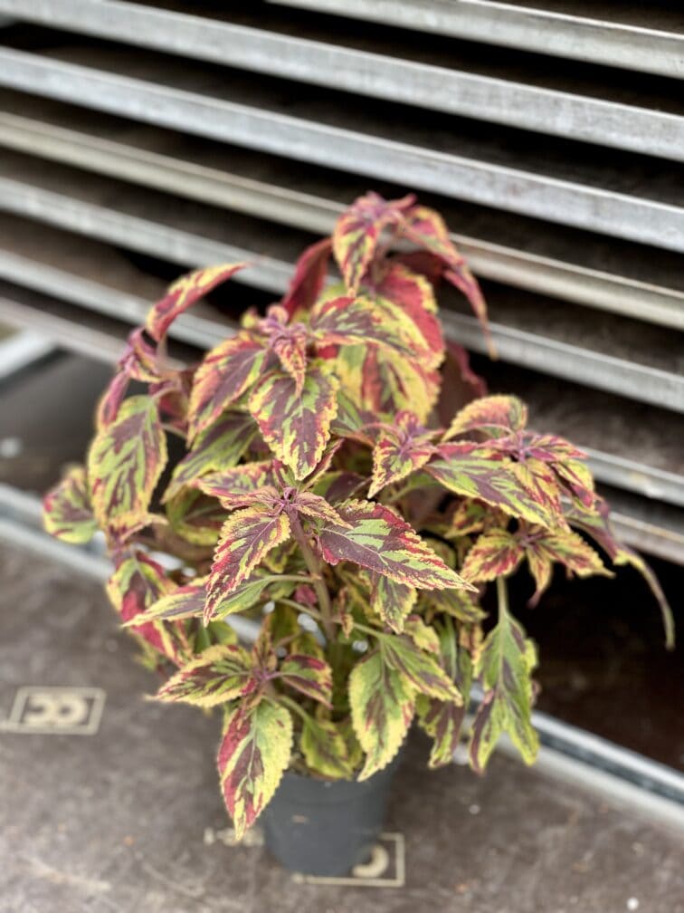 Coleus blumei (Koleus Blumego) - Jungle Boogie