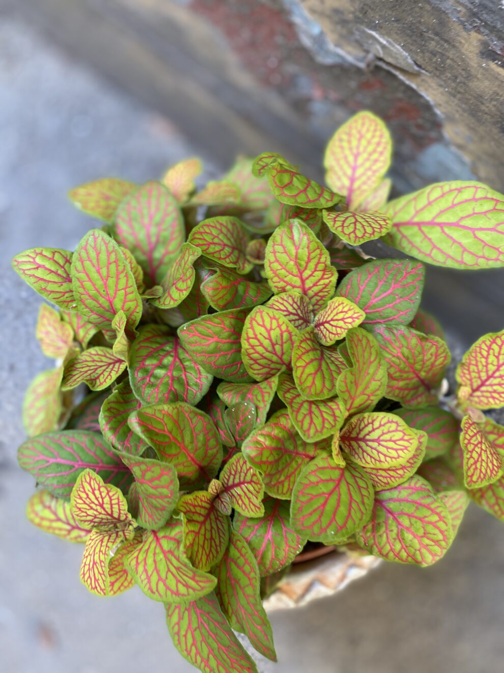 Fittonia albivenis Skeleton - Jungle Boogie