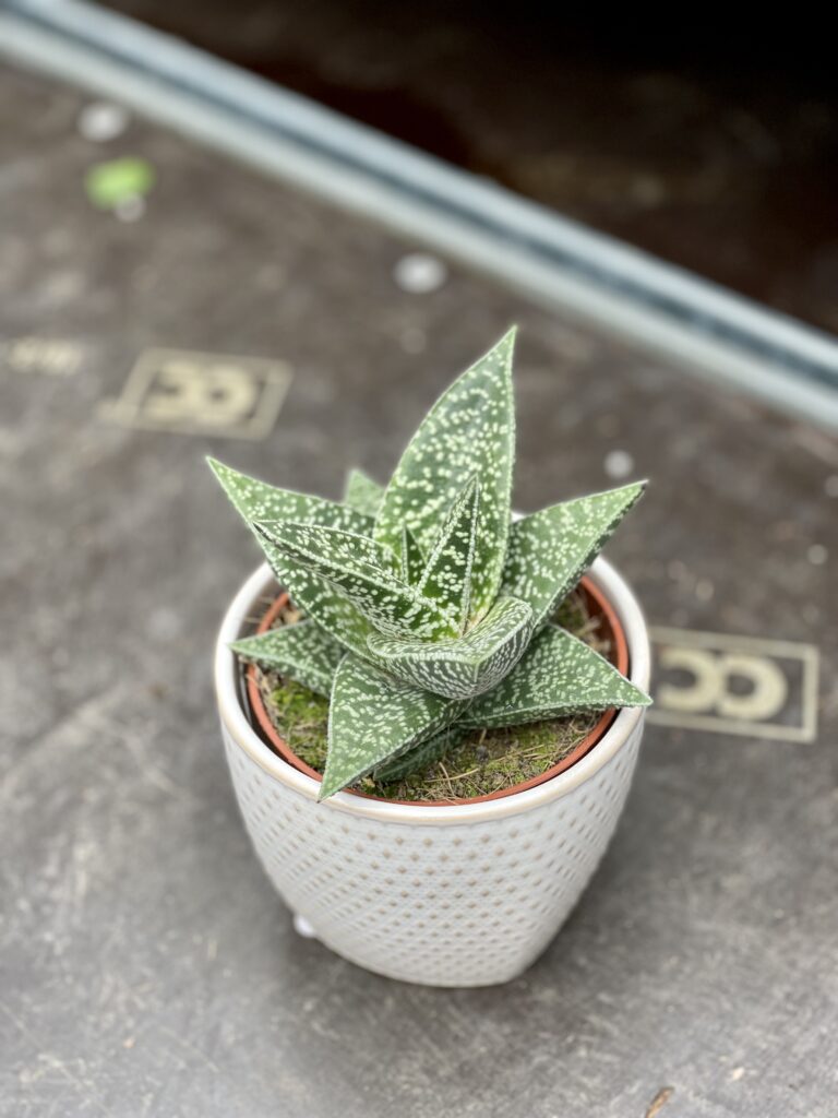 Gasteraloe Aveo (Gasteria x Aloes) - Jungle Boogie