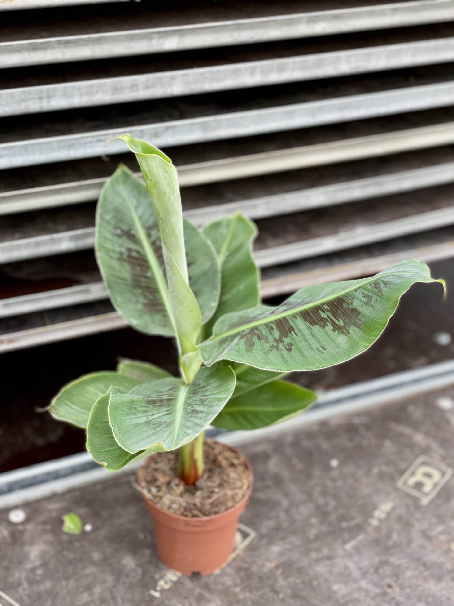 Musa Super Dwarf Cavendish (Banan) - Jungle Boogie