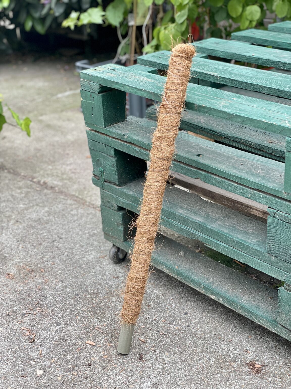 Palik kokosowy 80cm - Jungle Boogie