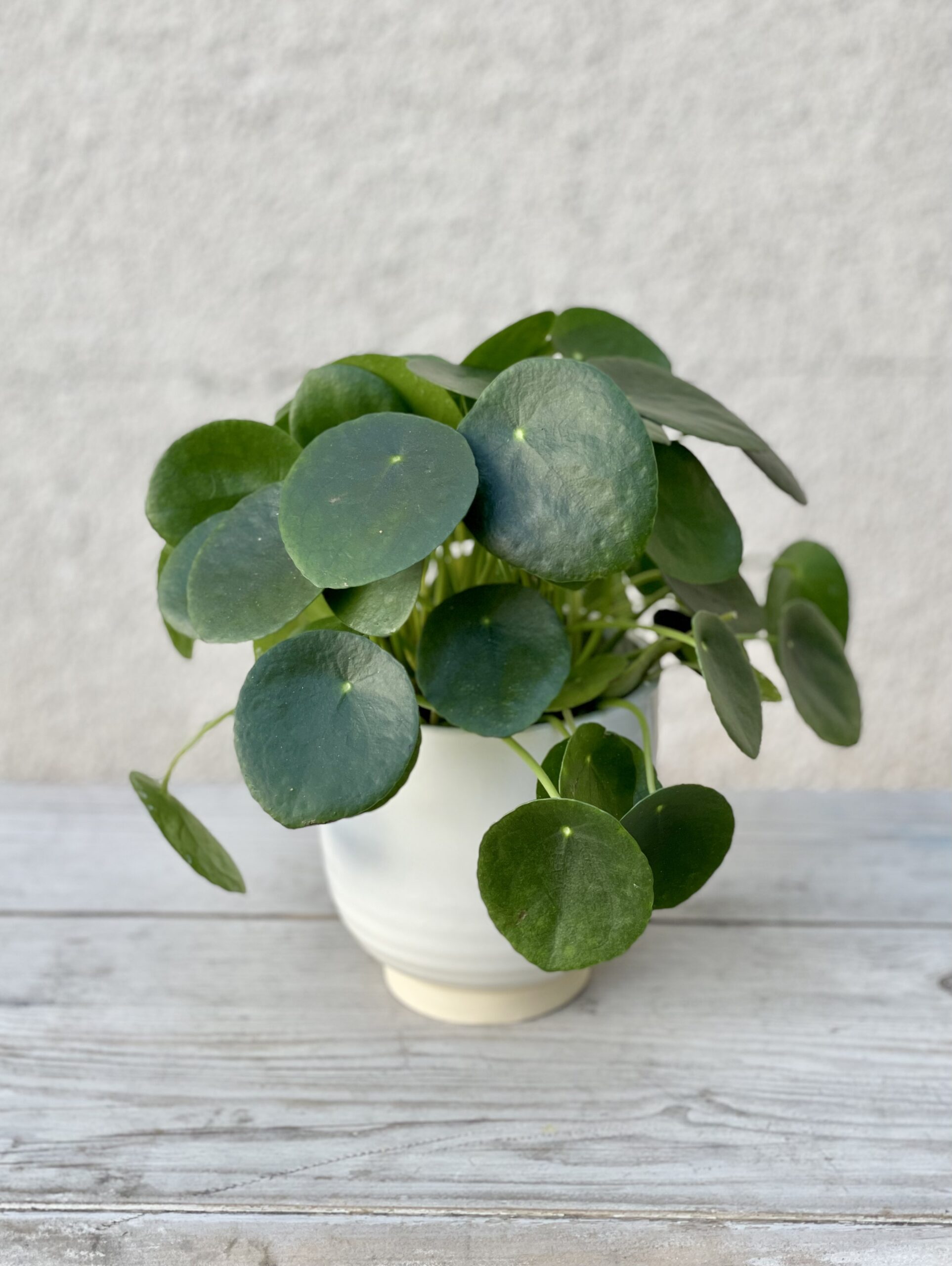 Pilea peperomioides (Pieniążek) - Jungle Boogie