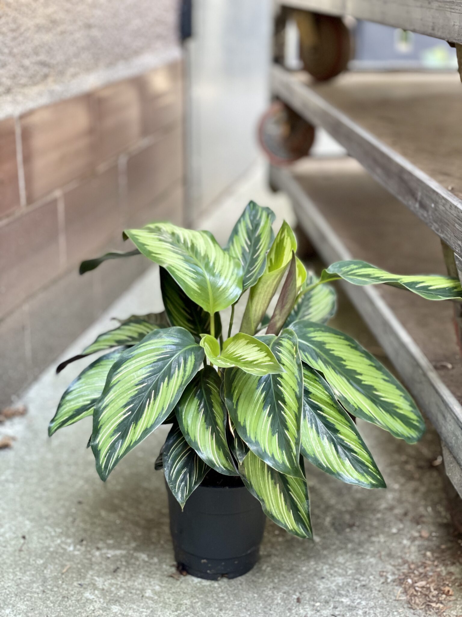 Calathea Beauty Star (Kalatea) - Jungle Boogie