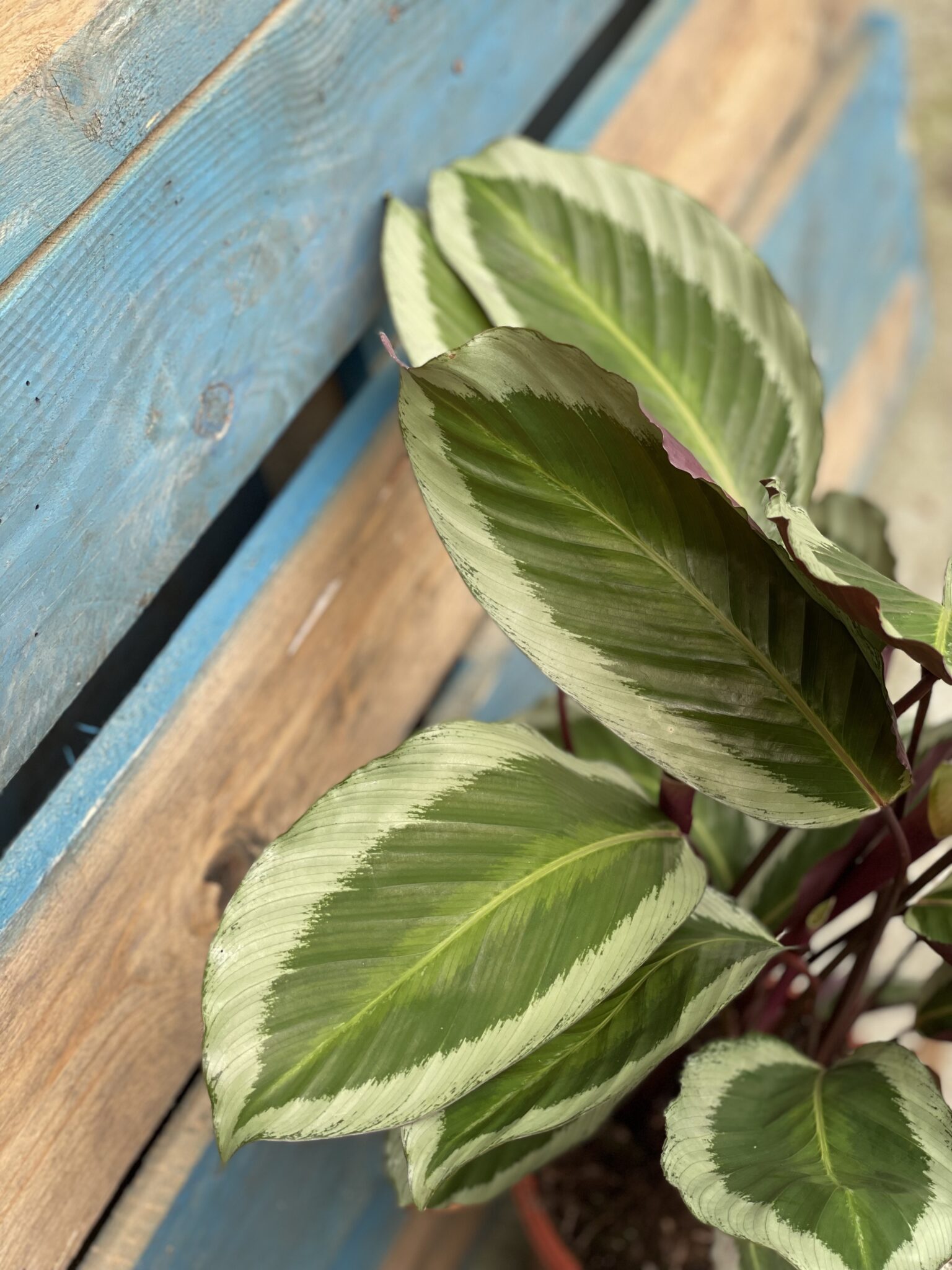 Calathea Bicajoux Gecko (Kalatea) - Jungle Boogie