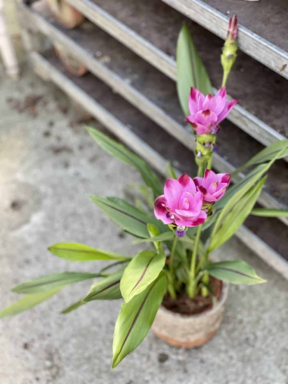 Curcuma Siam Splash (Kurkuma wąskolistna) - Jungle Boogie