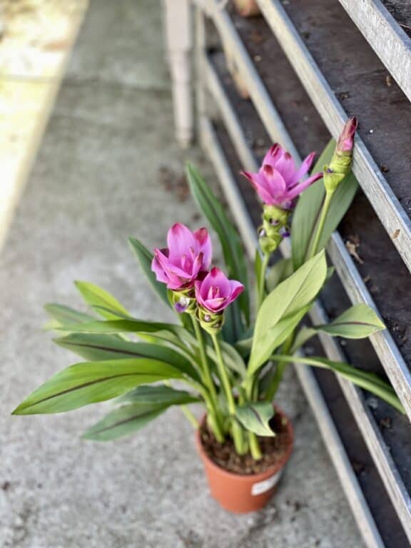 Curcuma Siam Splash (Kurkuma wąskolistna) - Jungle Boogie