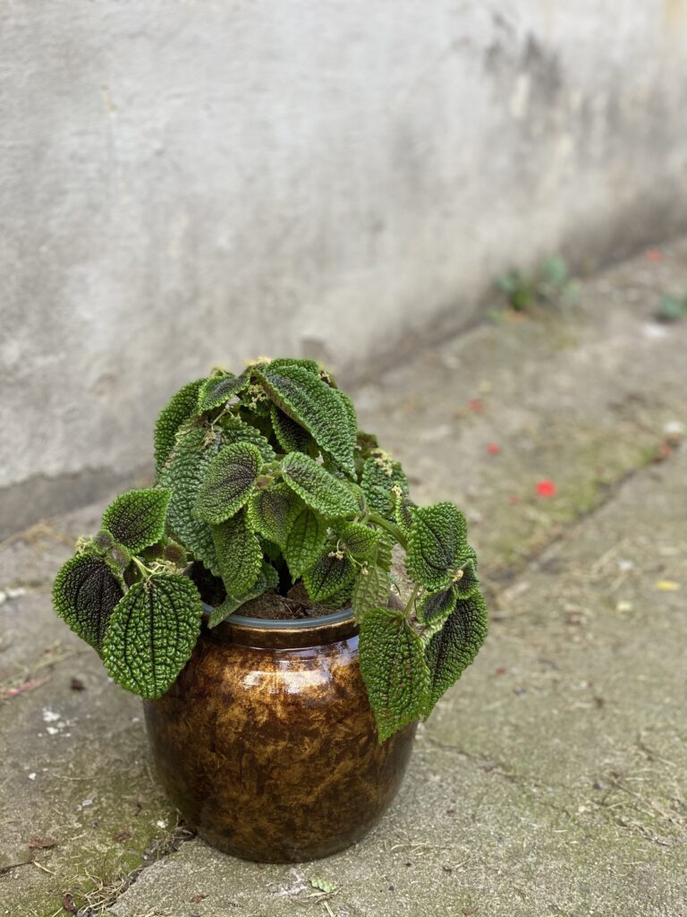Pilea mollis Moon Valley - Jungle Boogie