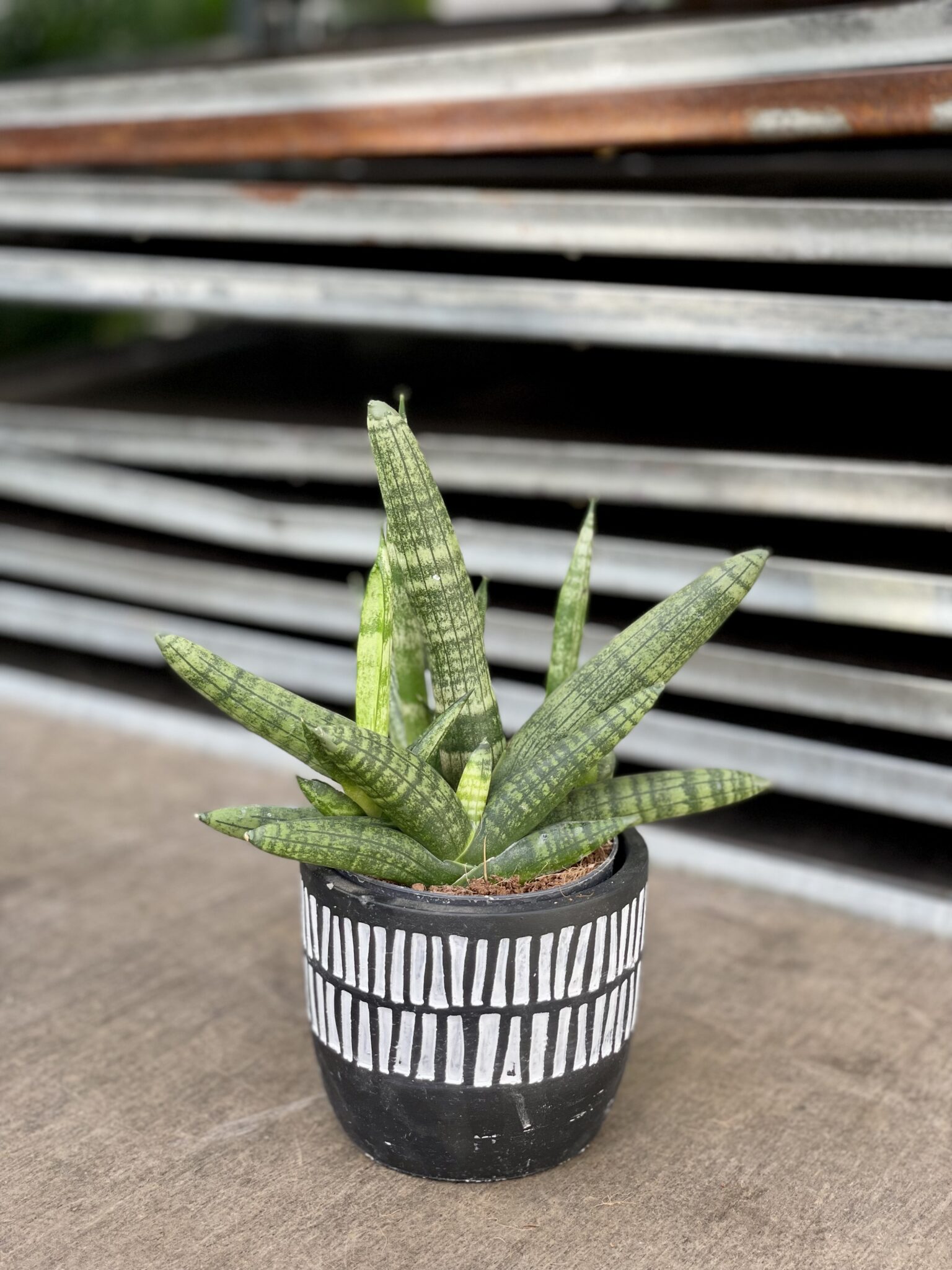 Sansevieria cylidrica Boncellensis (Boncel) - Jungle Boogie