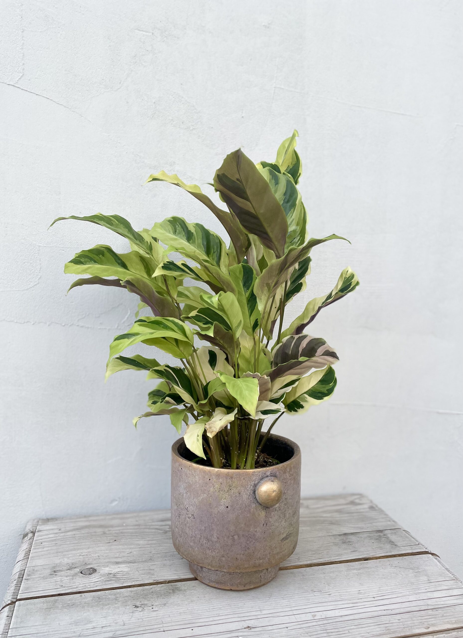Calathea Yellow Fusion (Kalatea) - Jungle Boogie