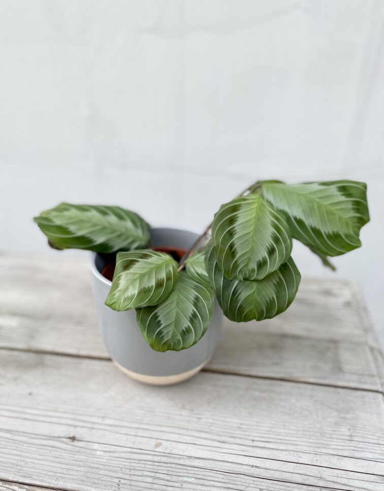 Maranta leuconeura Silver Band - Jungle Boogie