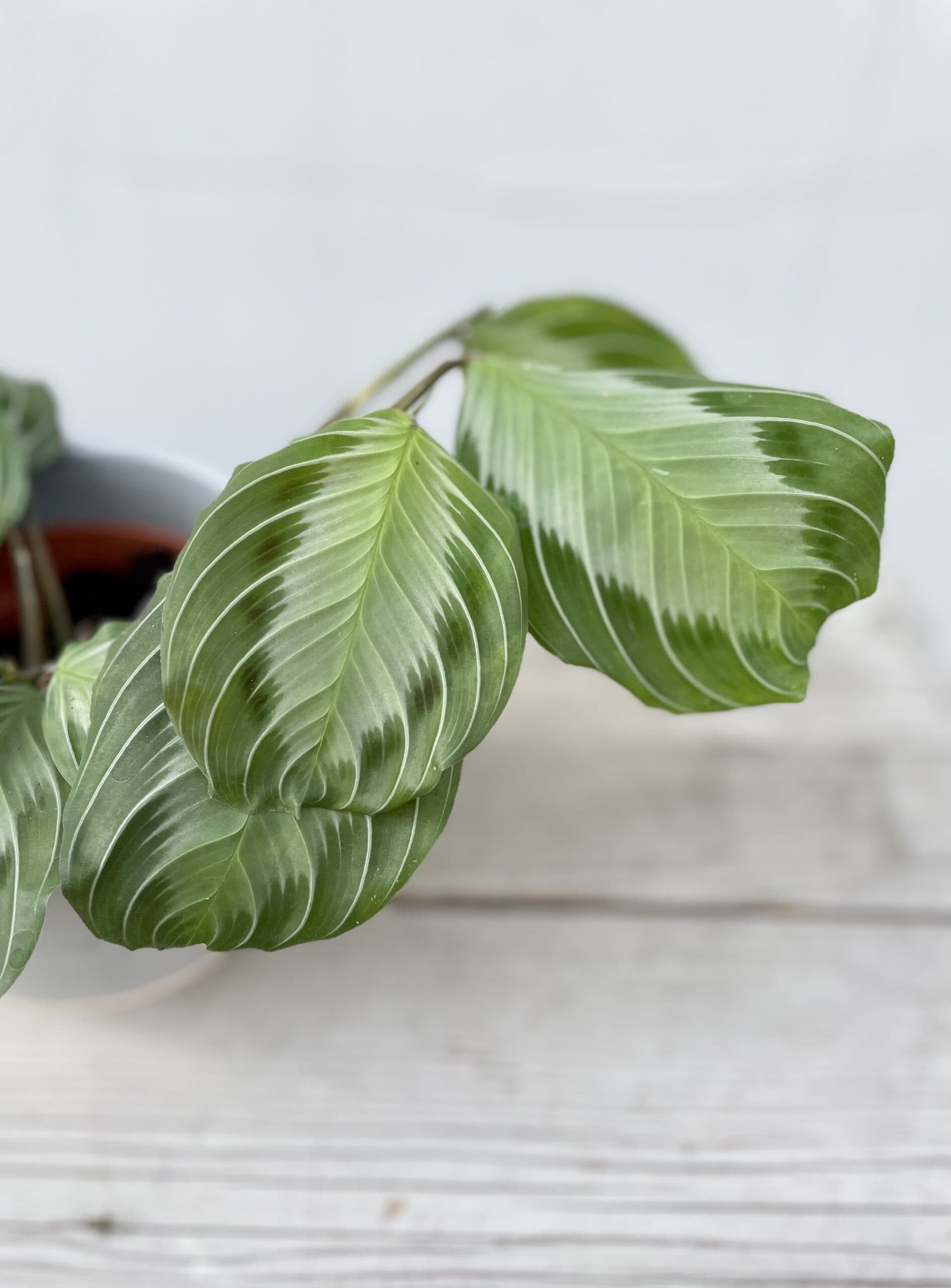 Maranta leuconeura Silver Band - Jungle Boogie