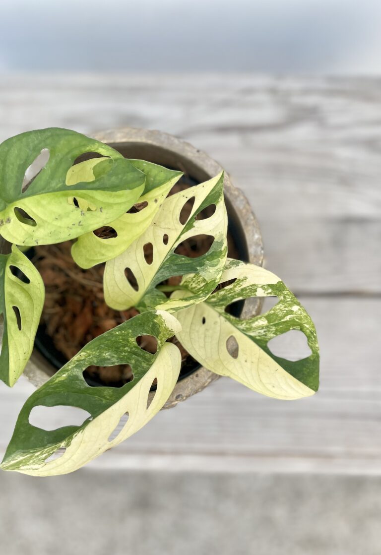 Monstera Monkey Mask variegata (adansonii variegata) - Jungle Boogie