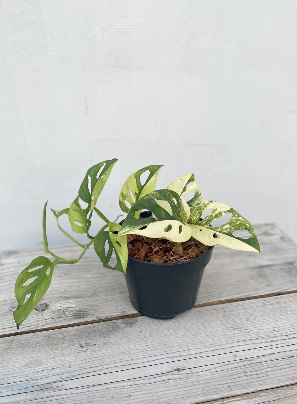 Monstera Monkey Mask variegata (adansonii variegata) - Jungle Boogie