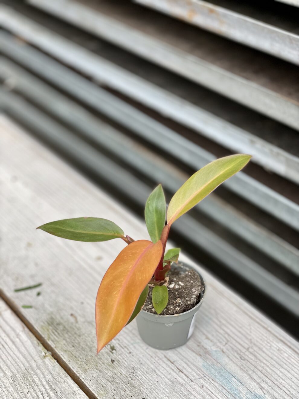 Philodendron Red Sun - Jungle Boogie