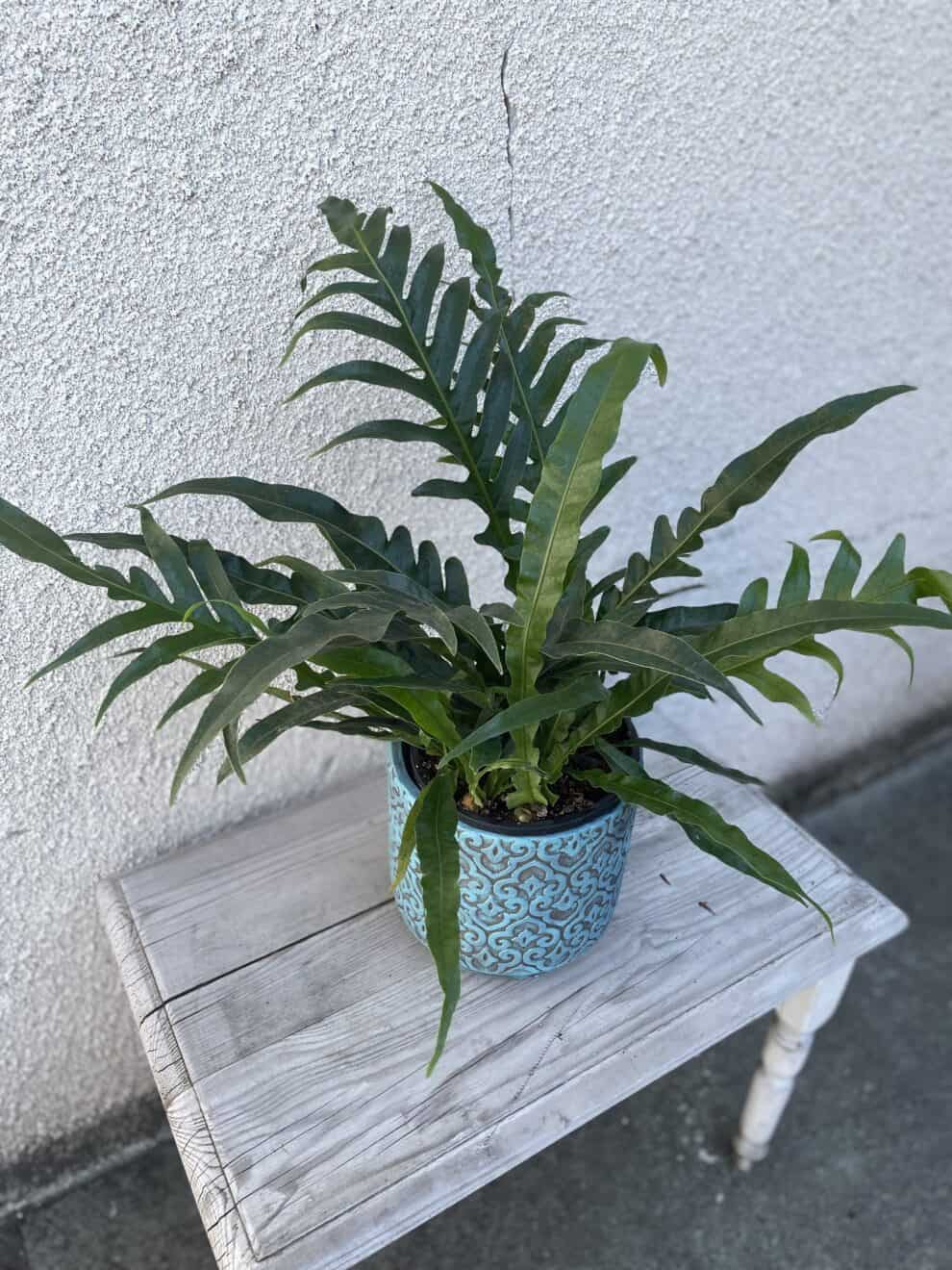 Aglaomorpha coronans Jim - Jungle Boogie