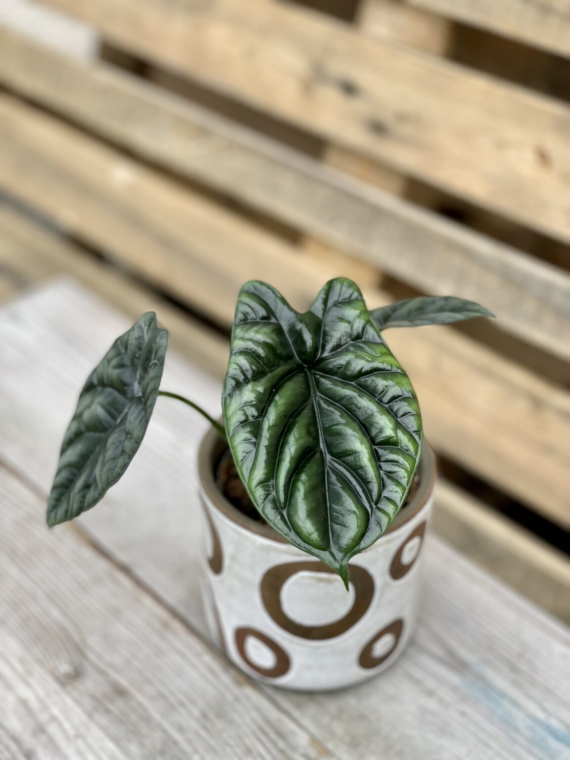 Alocasia sinuata - Jungle Boogie