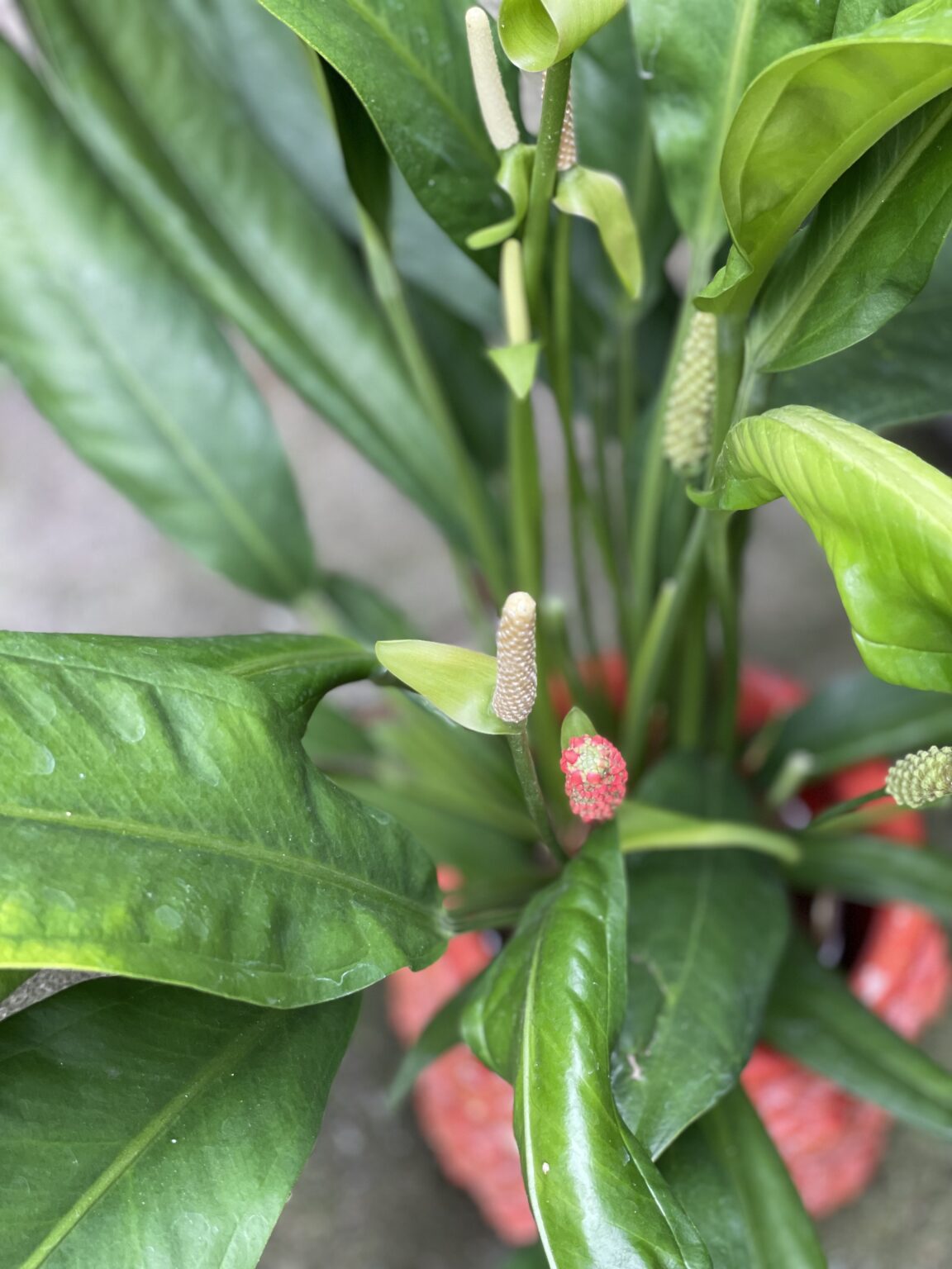 Anthurium bakeri - Jungle Boogie