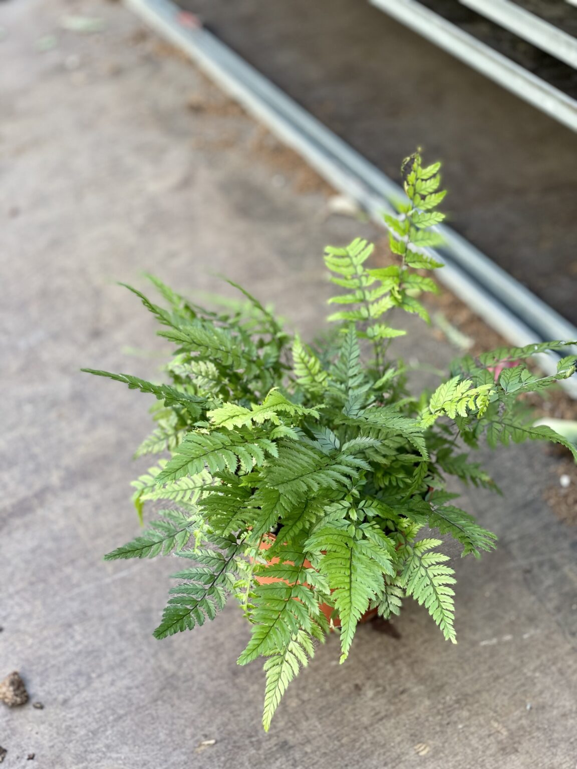 Athyrium spicatum (Paproć Wietlica) - Jungle Boogie