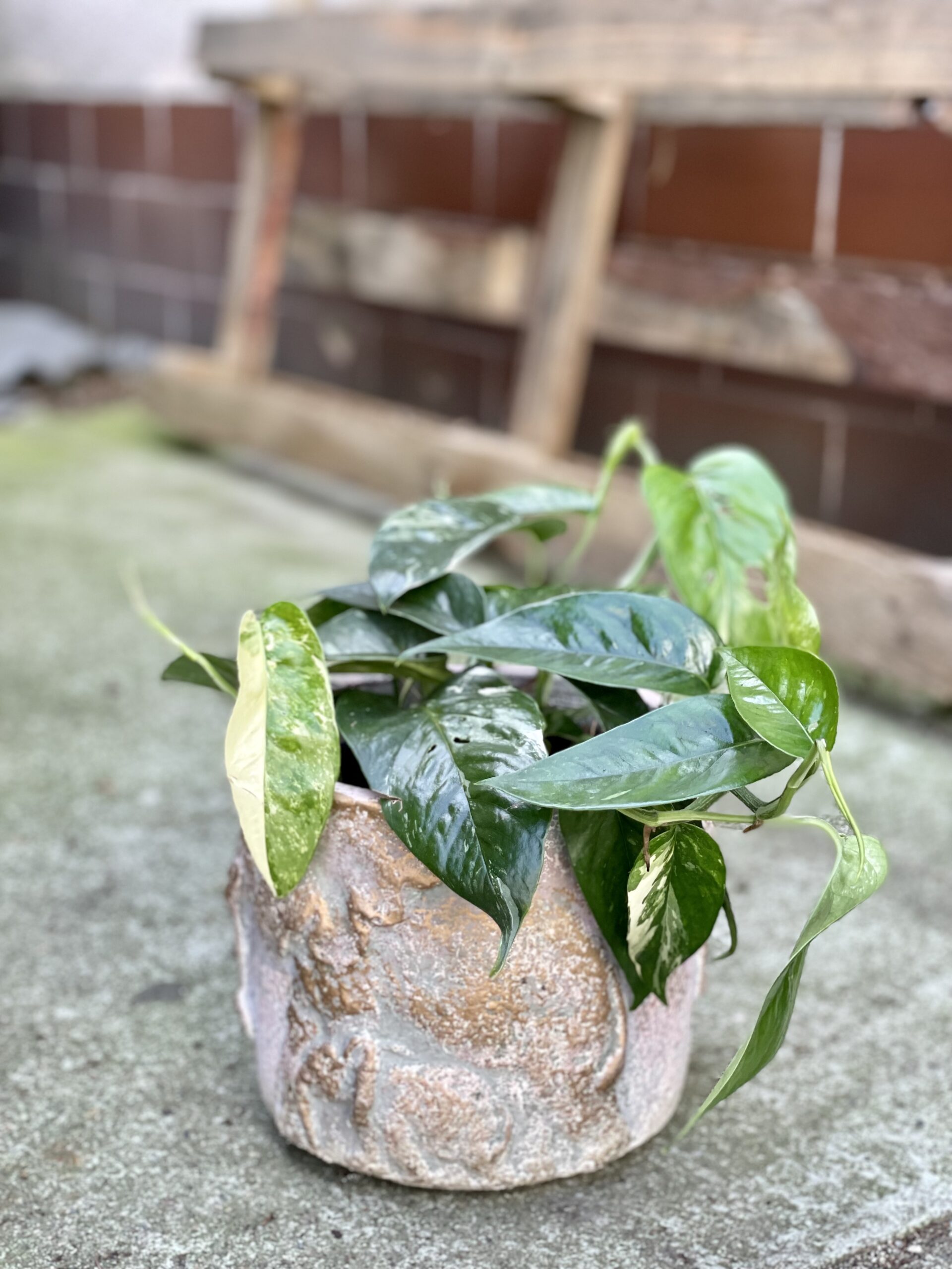 Epipremnum pinnatum variegata - Jungle Boogie