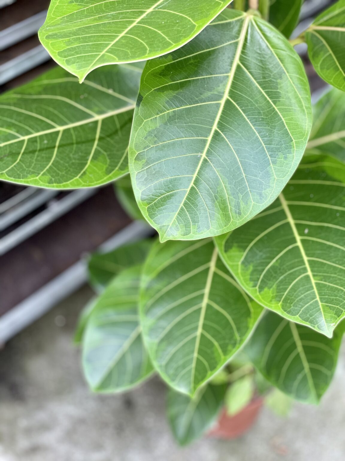 Ficus Altissima (wysyłka 50pln) - Jungle Boogie