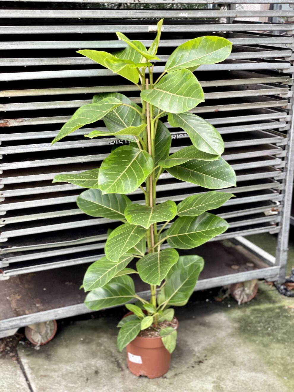 Ficus Altissima (wysyłka 50pln) - Jungle Boogie