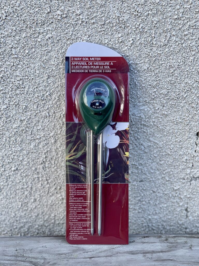 Strelicja - jakie ma wymagania? Pielęgnacja i podlewanie Strelicji ...