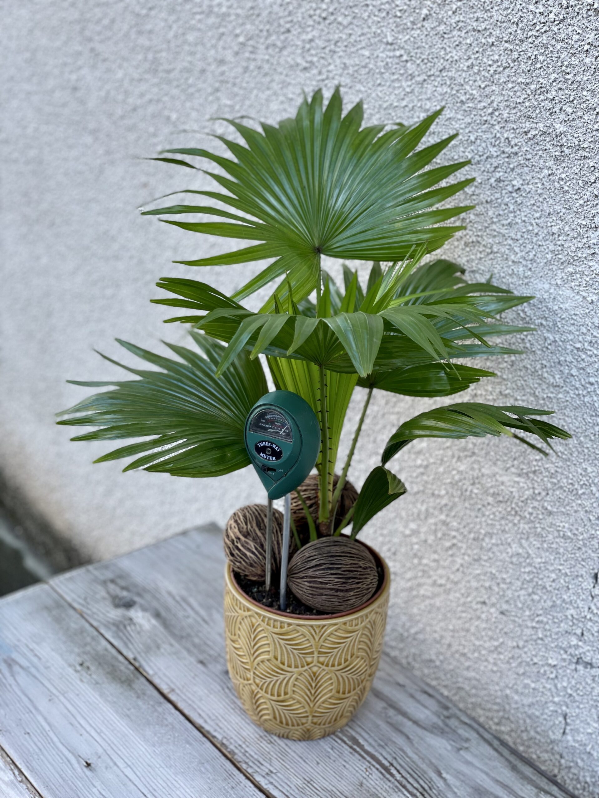 Higrometr 3w1 Glebowy - Jungle Boogie