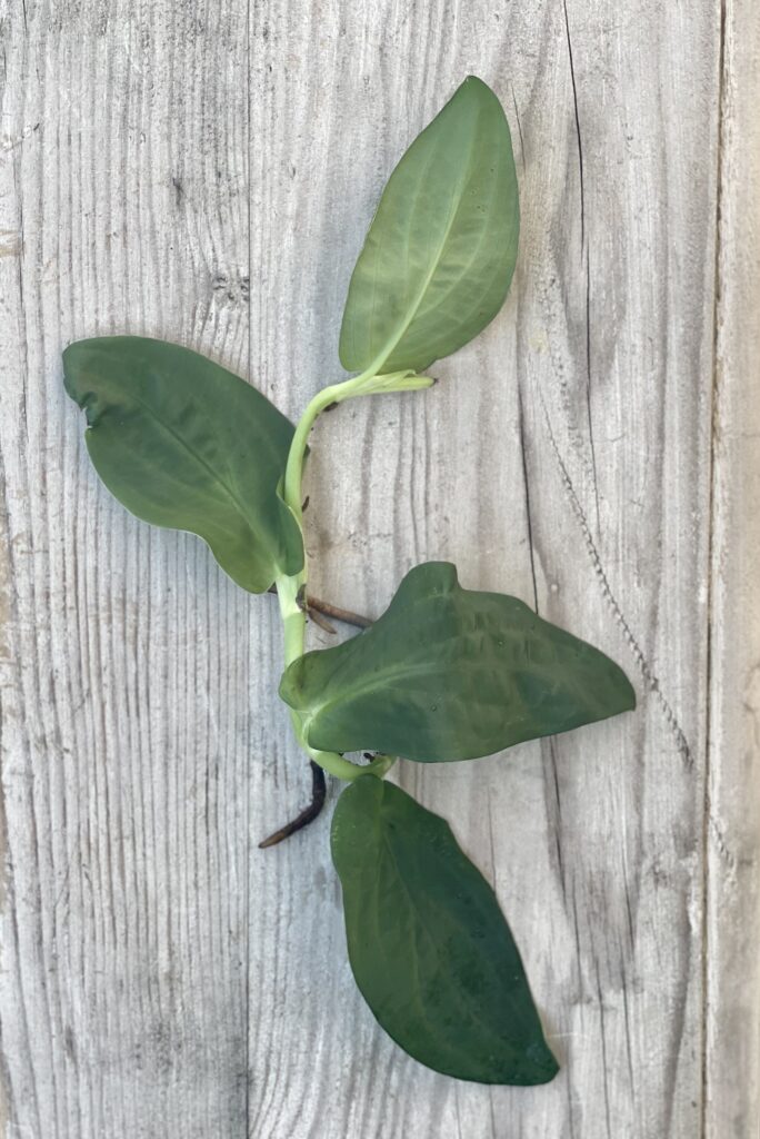 Sadzonka pędowa Rhaphidophora Korthalsii - Jungle Boogie