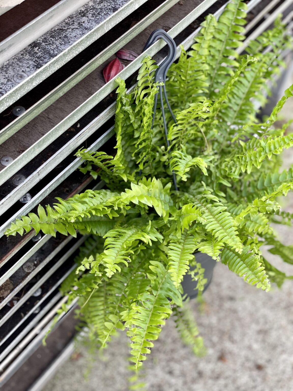 Nephrolepis Green Moment - Jungle Boogie