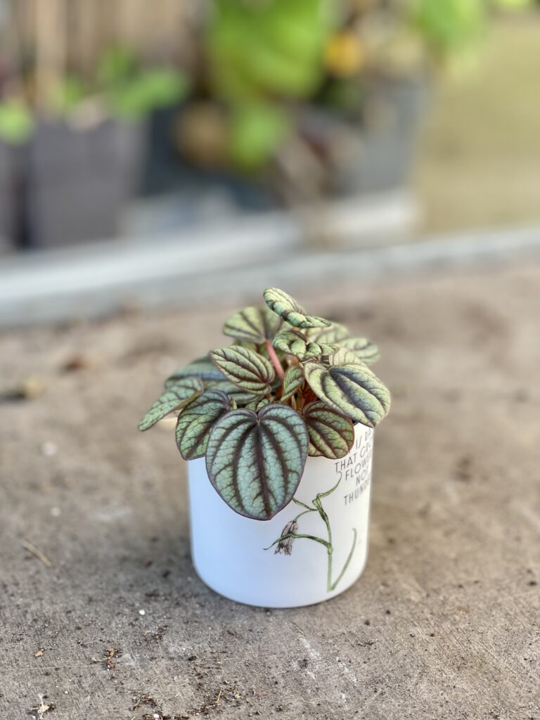 Peperomia Piccolo Banda - Jungle Boogie